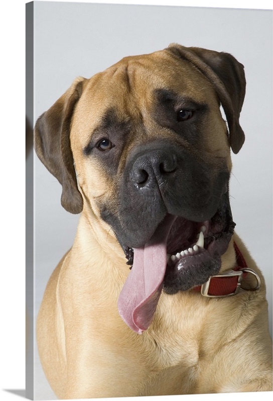 Portrait Of A Bull Mastiff | Great Big Canvas