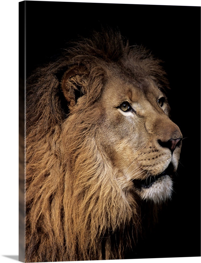 Portrait of a male lion Wall Art, Canvas Prints, Framed Prints, Wall ...