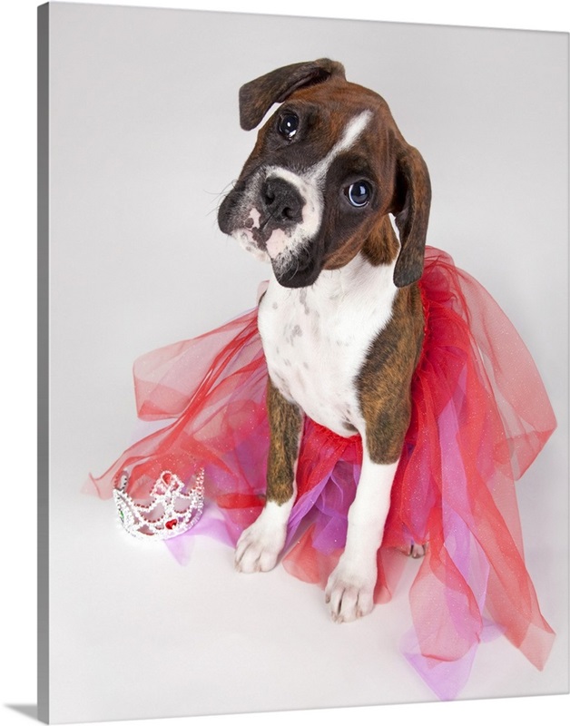 Portrait Of Dog Wearing Tutu | Great Big Canvas