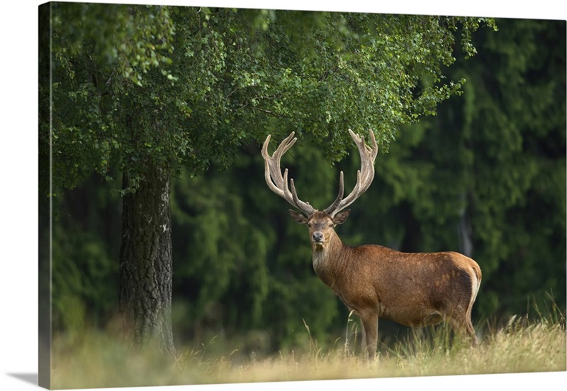 Portrait Of Red Deer, Germany | Great Big Canvas