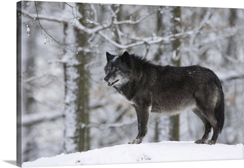 Portrait Of Timber Wolf | Great Big Canvas