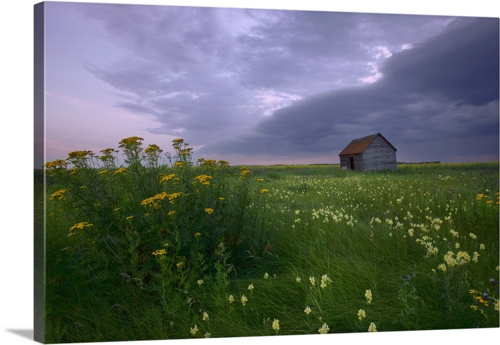 Prairie Wildflowers And An Old Farm Granary, Central Alberta, Canada ...