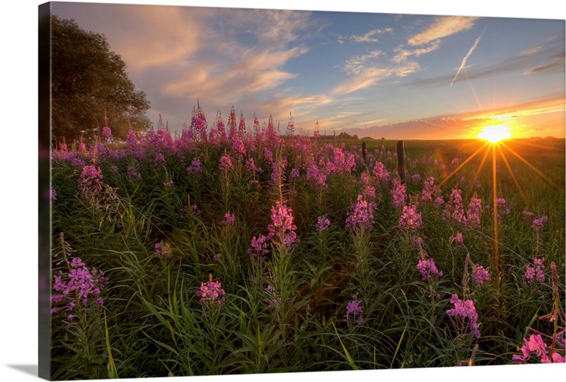 Prairie Wildflowers During Sunset In Central Alberta, Canada | Great ...