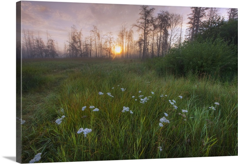 Prairie Wildflowers On The Edge Of A Recovering Forest, Alberta, Canada ...