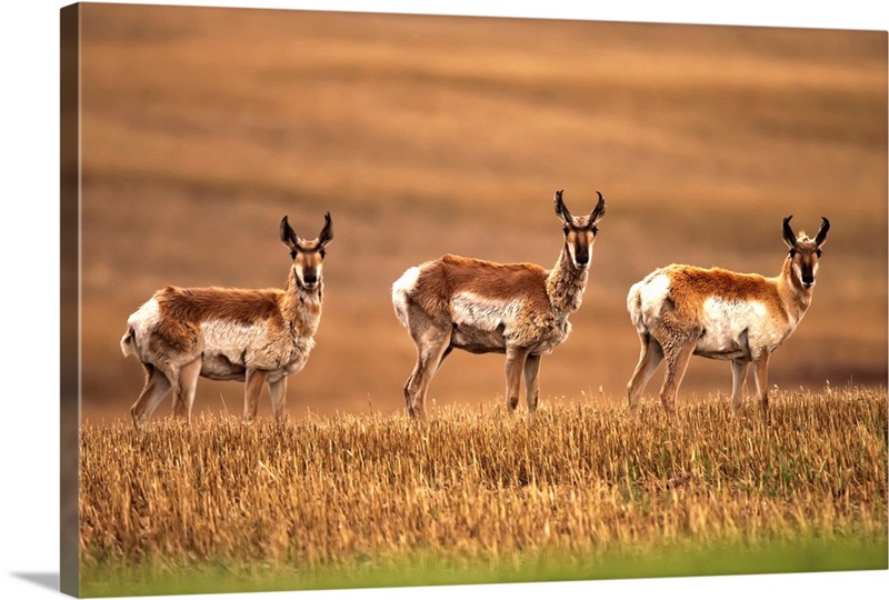 Pronghorn Antelope In A Cultivated Farmers Field, Saskatchewan, Canada ...