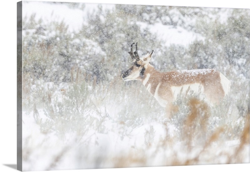 Pronghorn Antelope Standing In A Snowy Field Of Sagebrush In The Winter ...
