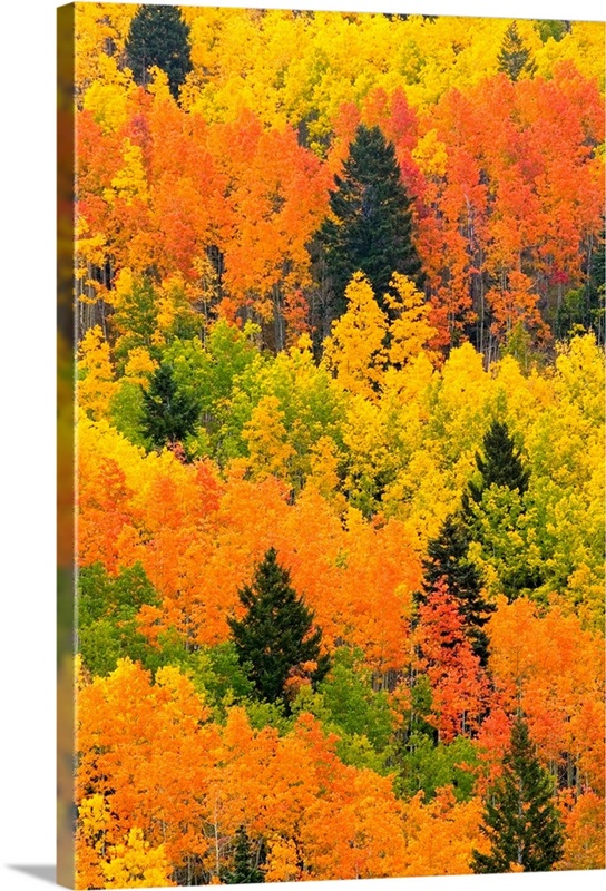 Quaking Aspen and Ponderosa Pine trees display fall colors. | Great Big ...