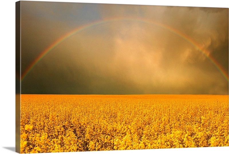 Rainbow Over Farmer's Field | Great Big Canvas