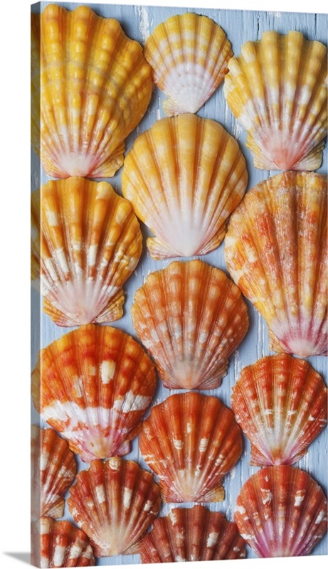 Rare, indigenous Hawaiian red sunrise scallop shells; Honolulu, Oahu ...