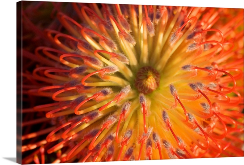 Red Pin Cushion Protea Blossom Or Leucospermum | Great Big Canvas