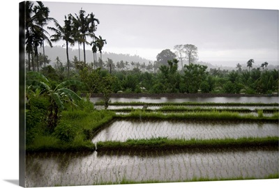 Rice Fields Wall Art & Canvas Prints | Rice Fields Panoramic Photos ...