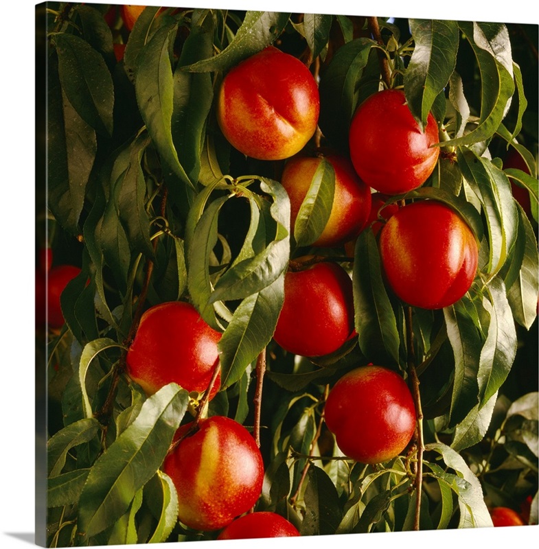 Ripe nectarines on the tree, ready for harvest | Great Big Canvas
