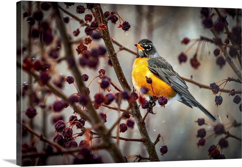 Robin Sitting On An Apple Tree Branch, Calgary, Alberta, Canada | Great ...