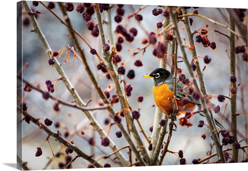 Robin Sitting On An Apple Tree Branch With Dried Small Apples, Calgary ...