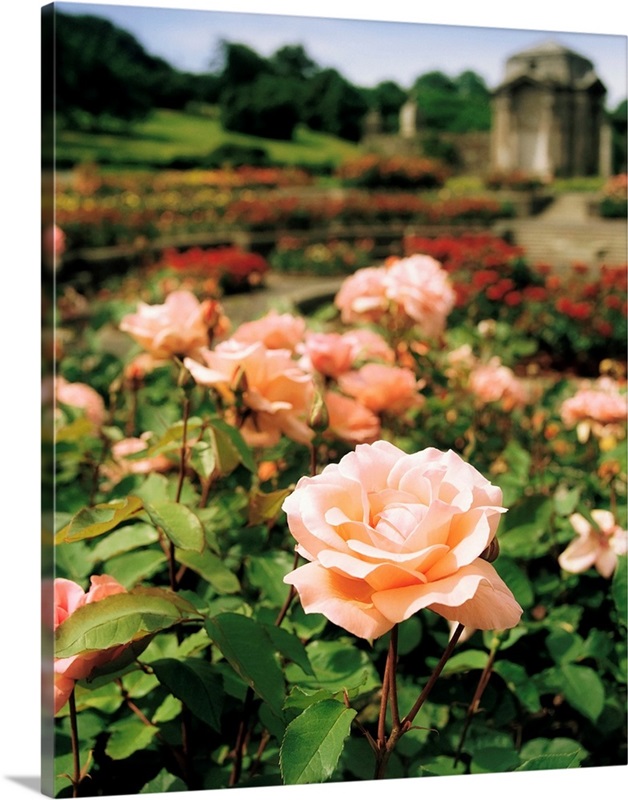 Roses in the Irish National War Memorial Gardens, Islandbridge, Ireland ...