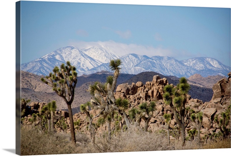 Rugged landscape, Yucca palm trees and mountain range, Joshua Tree ...