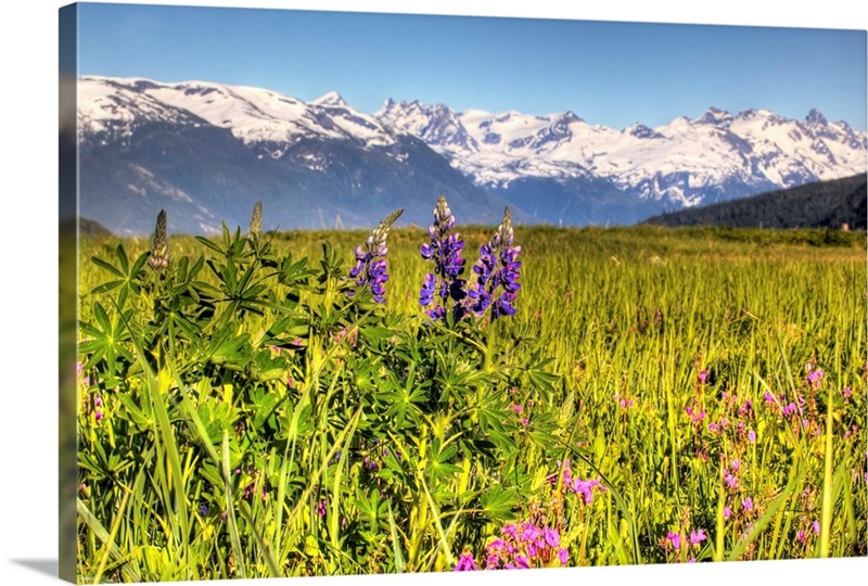 Scenic view of a wildflower meadow and mountains near Haines, Alaska ...