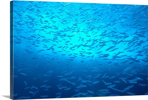School Of Small Silver Fish, Hundreds In Clear Blue Water Near Surface ...
