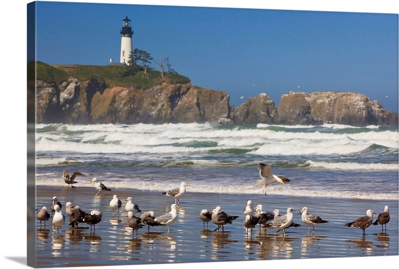 Seagulls On The Beach And Yaquina Head Lighthouse On The Oregon Coast ...