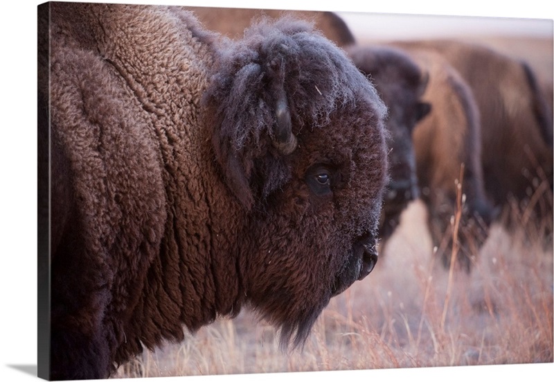 Side View Of A Bison Head On A Grazing On A Field At A Ranch Near ...
