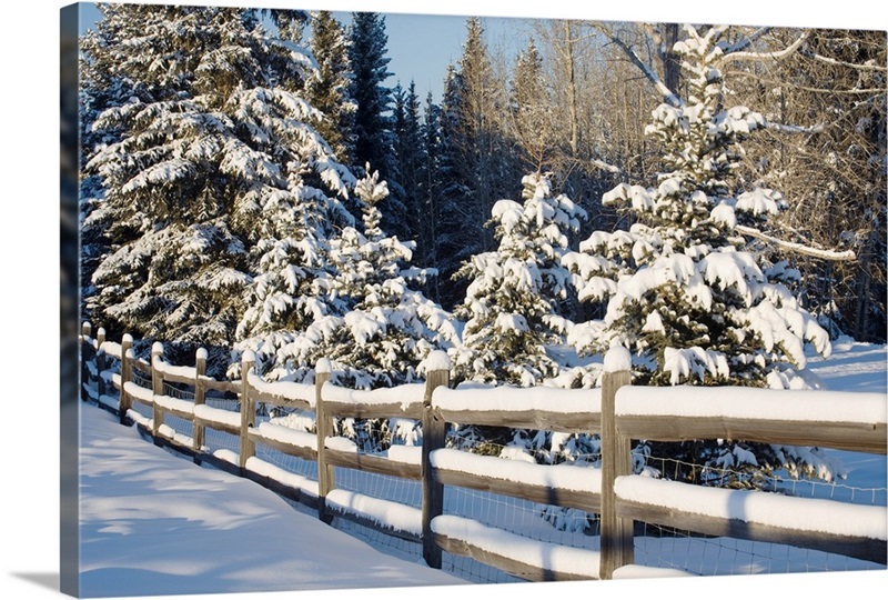 Snow-Covered Evergreens And Rustic Fence, Calgary, Alberta, Canada ...