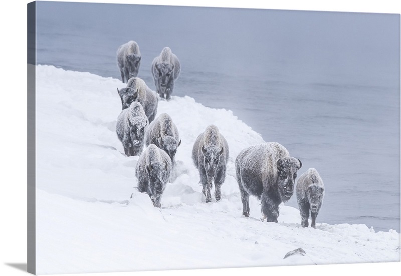 Snow Covered Herd Of American Bison, Yellowstone National Park In ...