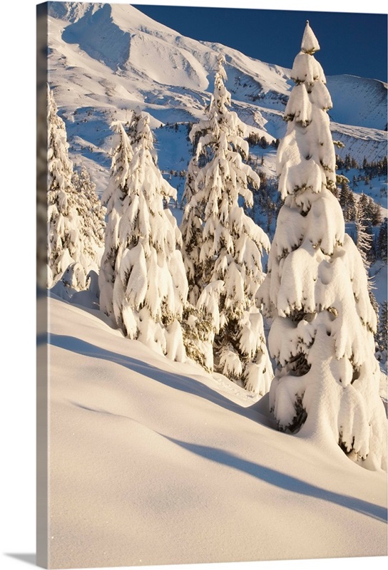 Snow Covering A Mountain And Trees In Winter On Mount Hood In The ...
