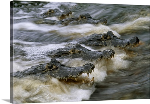 Speckled Caimans (Caiman Crocodilus) Swimming In Rushing River Water ...