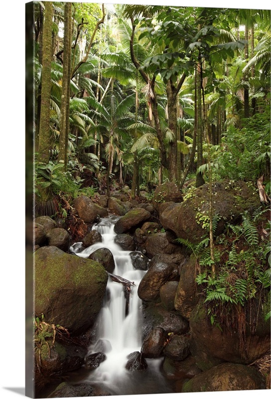 Stream Running Through The Rainforest Near Hilo, Big Island, Hawaii ...