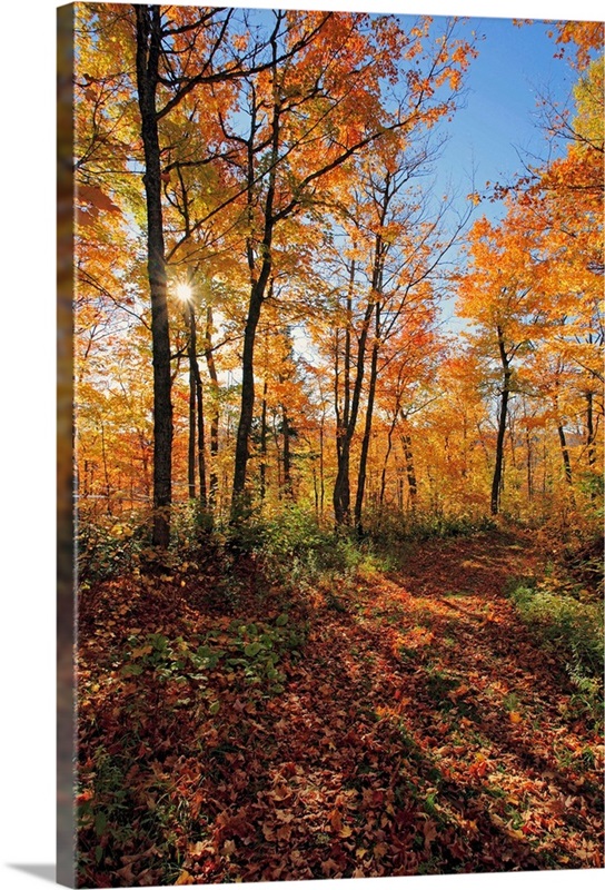Sugar Maple Trees In Fall, Saint-Simon, Quebec, Canada | Great Big Canvas