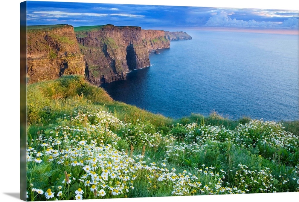 Summer Daisies Growing In Abundance On Cliffs Of Moher County Clare Ireland Wall Art Canvas