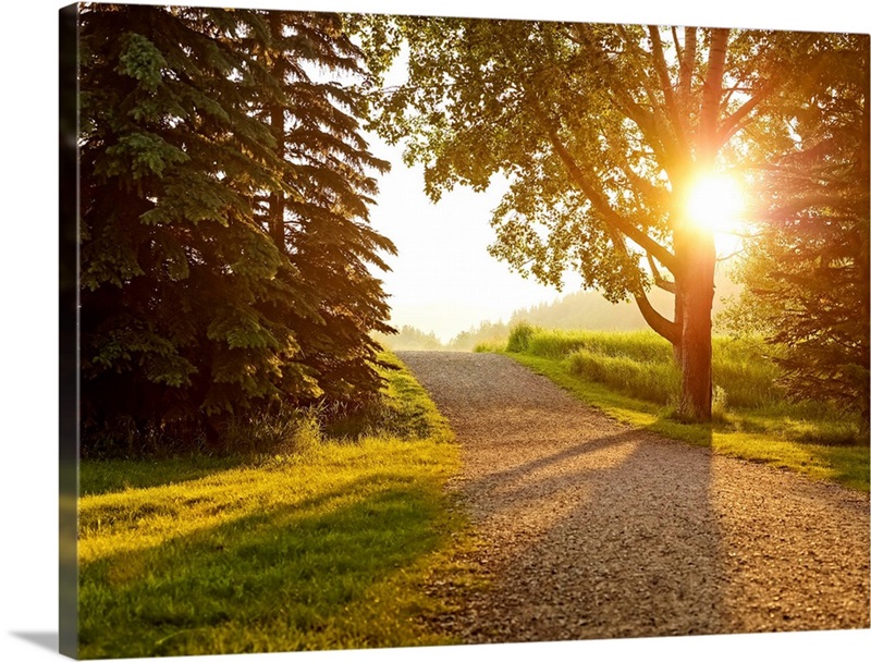 Sunlight shines through the trees lining a gravel path at sunset ...