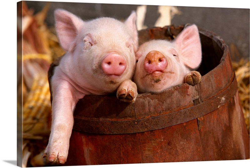 Swine, mixed breed piglets in a barrel, Illinois | Great Big Canvas