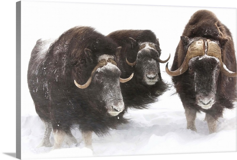 Three Musk Ox stand in deep snow during a winter storm | Great Big Canvas