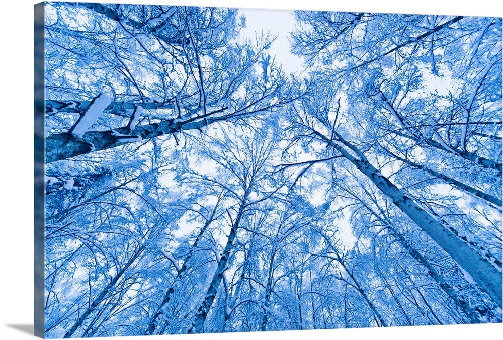 Tree top abstract of a snow covered Birch forest, winter, Anchorage ...