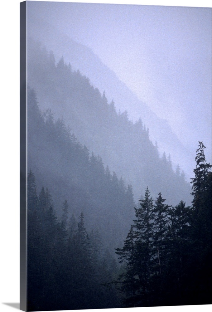 Trees in Fog II Wall Art, Canvas Prints, Framed Prints, Wall Peels ...
