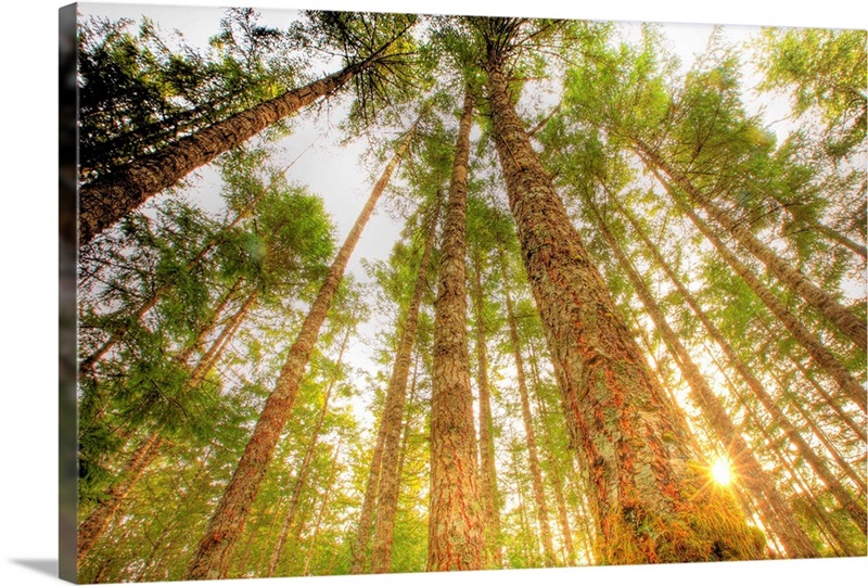 Trees In Forest, Near Duncan, Vancouver Island, British Columbia ...