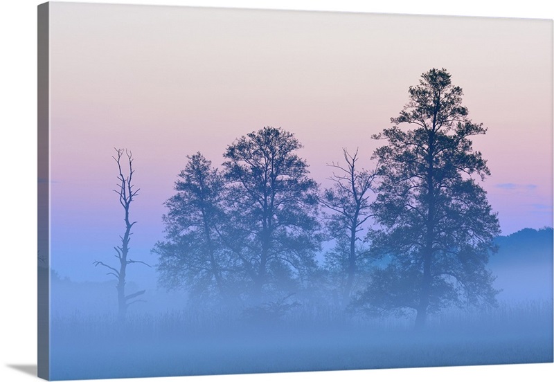 Trees In Morning Mist, Nature Reserve Moenchbruch, Moerfelden-Walldorf ...
