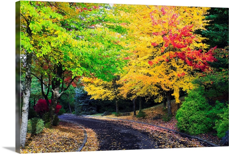 Trees Lining The Road In Autumn Colors, Oregon | Great Big Canvas