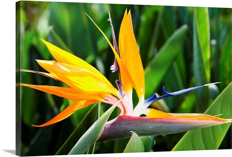 Tropical Bird of Paradise flower in full bloom Oahu, Hawaii | Great Big ...