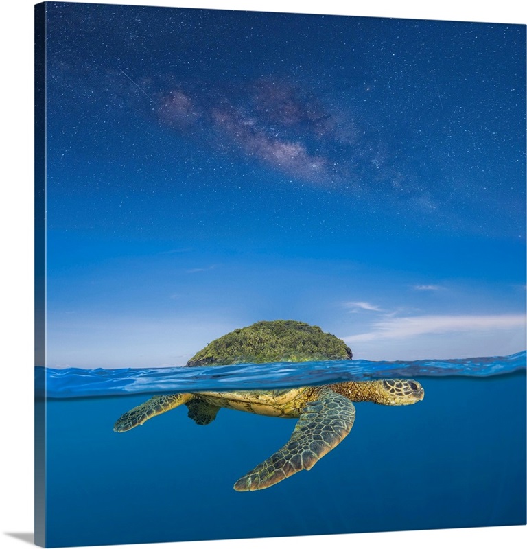 Turtle Island Is A Creation Story Is Used By Some Indigenous Peoples ...
