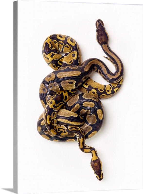 Two Ball Python Snakes Intertwined | Great Big Canvas
