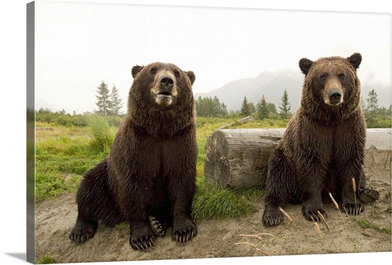 Two Brown bears sitting near log at the Alaska Wildlife Conservation ...