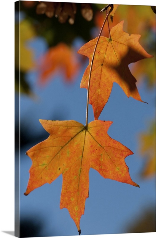 Two Sugar Maple Leaves In Autumn, Minuteman National Historical Park ...