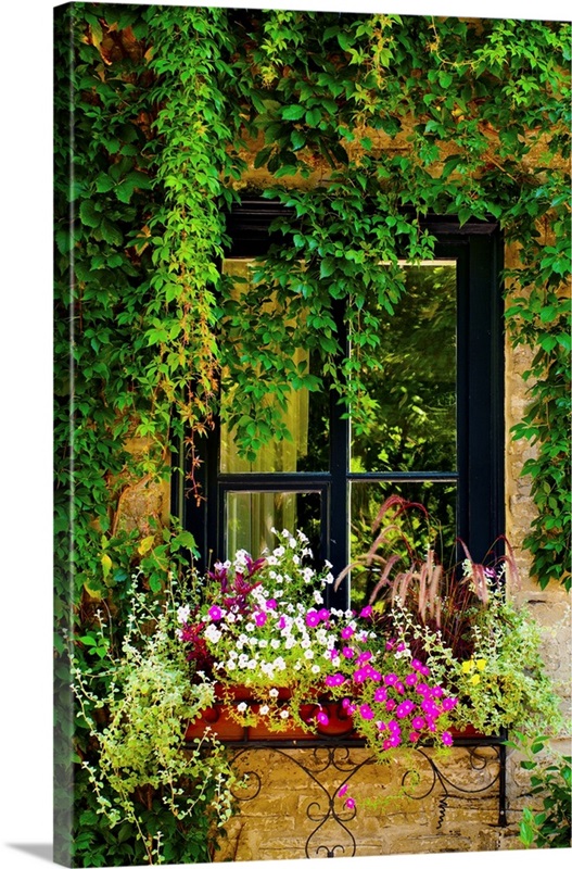 Vines Growing On A Wall And Flowers In A Window Box, Quebec City ...