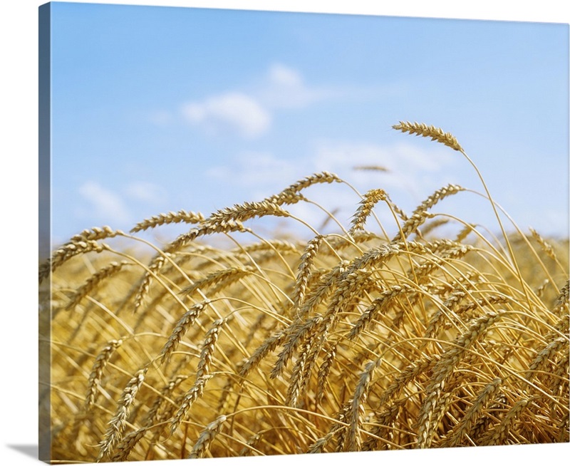 Wheat Field | Great Big Canvas