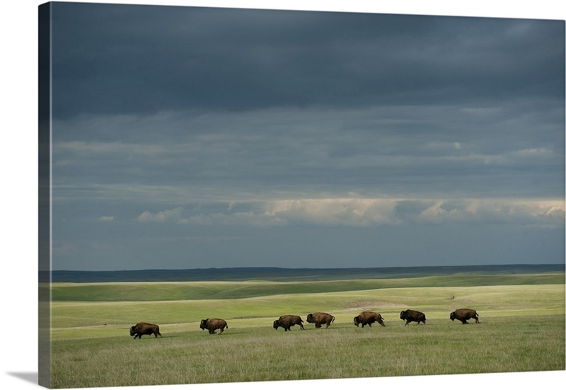 Wild American Bison (Bison Bison) Roam On A Ranch In South Dakota ...