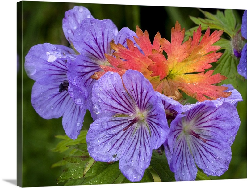 Wild Geranium blooms with premature fall leaf coloring in Glen Alps ...