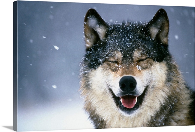 Wolf Portrait in Winter | Great Big Canvas