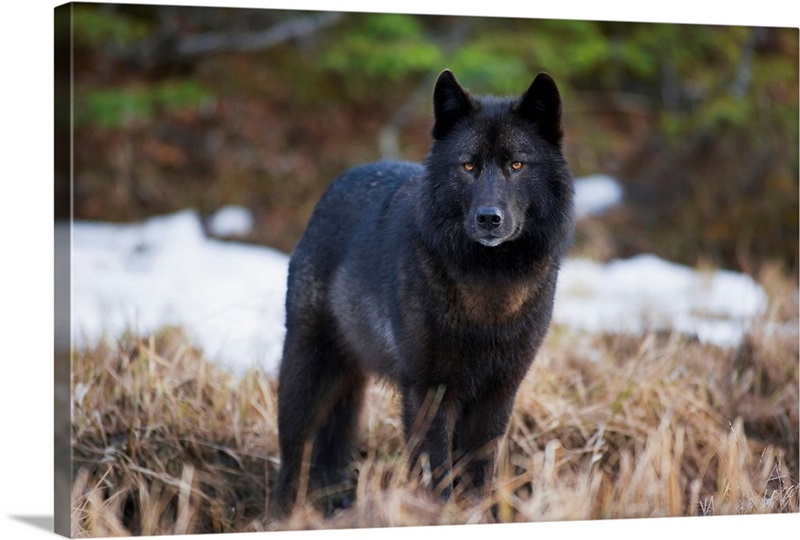 Wolf Standing Alert In Grass, Tongass National Forest, Southeast Alaska ...